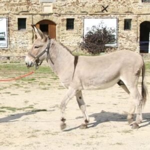 Ânes et ânons à vendre - Association de l'Âne du Cotentin